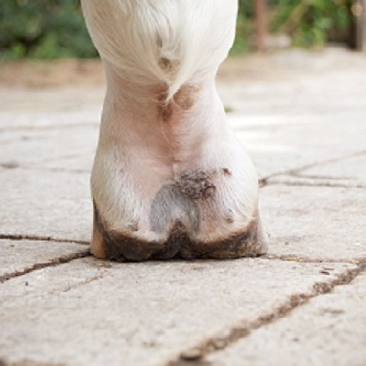 Pferdeosteopathie | Herbstgrasmilben: Plagegeister für Ihr Pferd